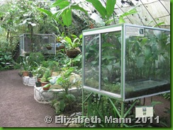 Elizabeth's Secret Garden: Butterfly Conservatory in Arenal, Costa Rica